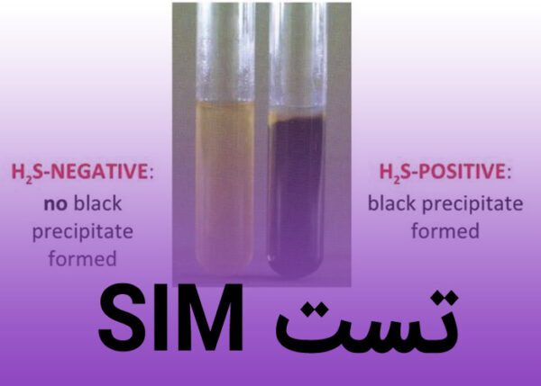 تست SIM (روش انجام و محیط کشت) | کارآموزی میکروبیولوژی