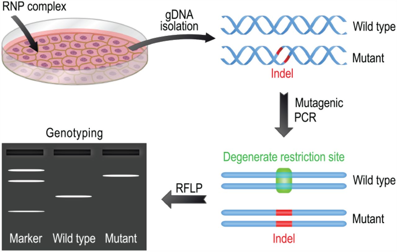 RFLP-PCR چیست؟ - پویاژن آزما 9:05 ق.ظ RFLP-PCR چیست؟